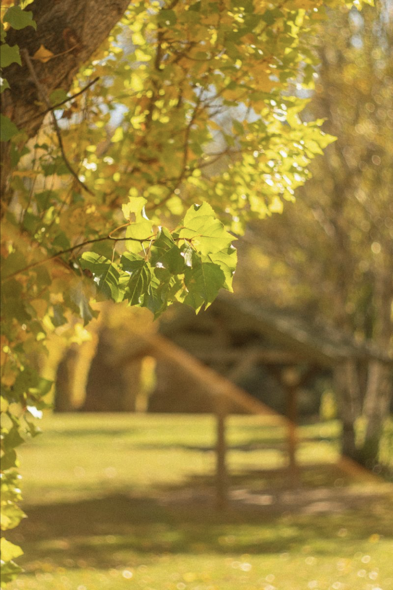 Themed Challenge: Autumn – UNSW PhotoSoc